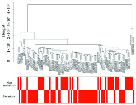 Clustering Dendrogram Of 94 Samples Download Scientific Diagram