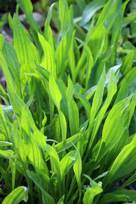 Lanceolate Plantain Plantago Lanceolata Grows In Nature Stock Image Image Of Green Plantago