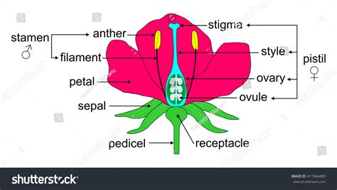 Educational Illustration Angiosperm Flower Morphology Stock Vector 411964480 Shutterstock