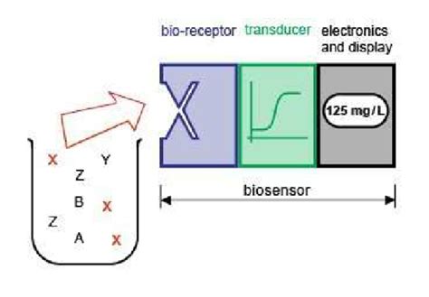Biosensor Principle A Biosensor Consists Of A Bioreceptor For The