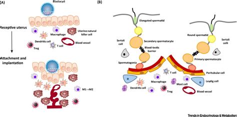 Glucocorticoids Function