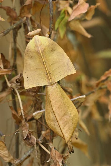 Dead Leaf Mantis Insect Showing Its Camouflage Stock Image Image Of Insect Capture 247028227