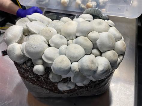 Tidal Wave Ape Hallucinogenic Mushroom Grow Bags Production And