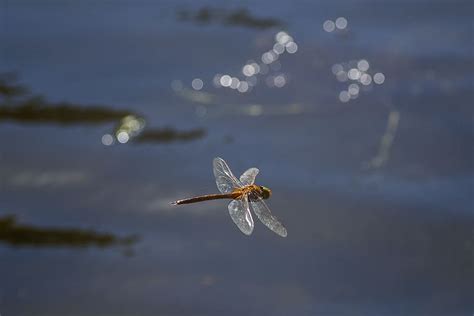 Brown Dragonfly Flying During Daytime Brown Dragonfly Flying