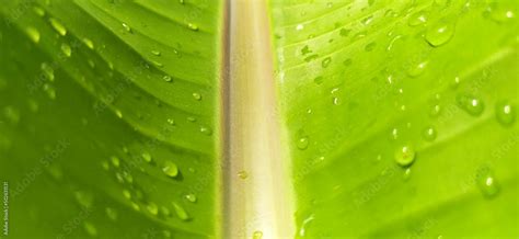 Summer Rainwater Droplets Fallen On Fresh Wet And Cool Big Green Wild