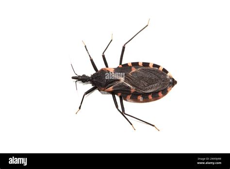 Eastern Bloodsucking Conenose Kissing Bug Triatoma Sanguisuga On