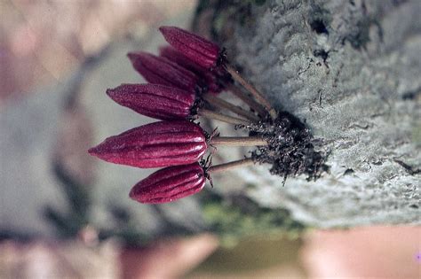 Cocoa Sunscald And Cherelle Wilt 137