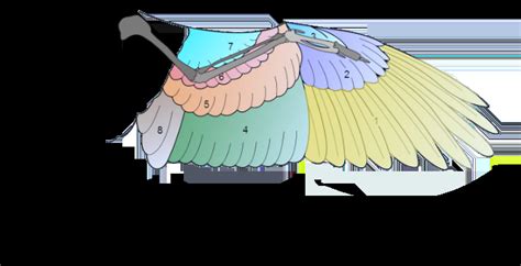 Bird Wing Feathers Anatomy