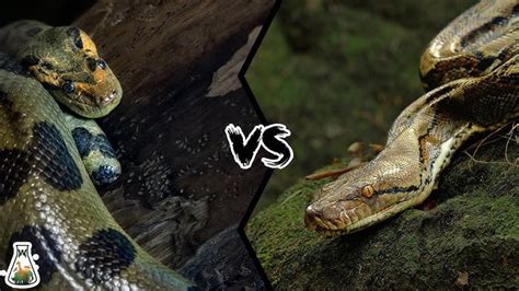 Saltwater Crocodile Vs Anaconda
