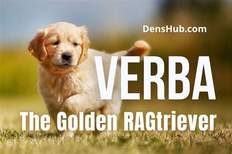 exploring verba the golden ragtriever den s hub