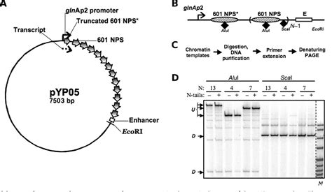 Figure 1 From Internucleosomal Interactions Mediated By Histone Tails