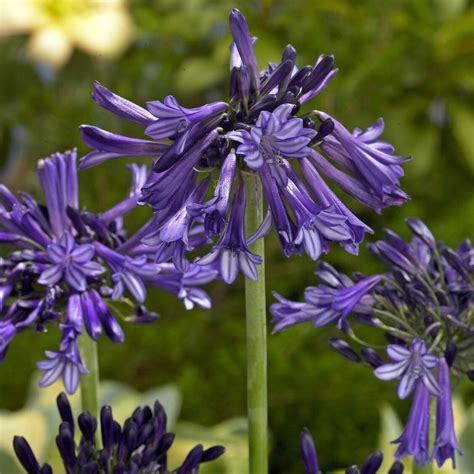 Afrikaanse Lelie Black Pantha Agapanthus Black Pantha