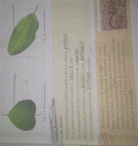 Fig 1 4 Reticulate Venationfig 1 5 Parallel Venationcarning Milestone