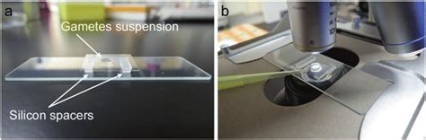 10 Method For Observing The Fertilization Of Ulva Spp Under A