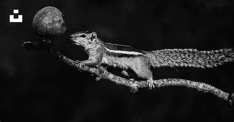 Brown Squirrel On Brown Tree Branch Photo Free Turahalli Forest Image