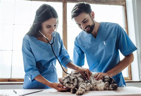 Veterinary Assistant Vs Veterinary Technician Understanding The