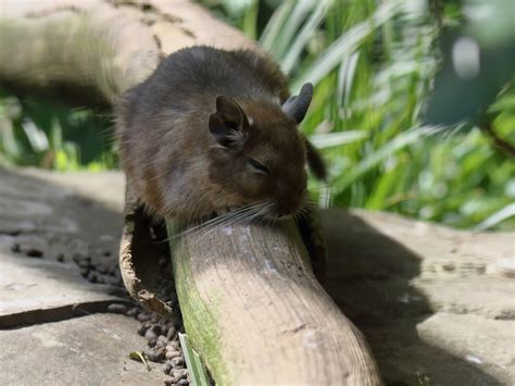 Rob Van Der Woude Natuur En Luchtvaartfotografie