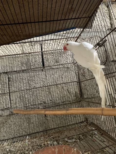 White Ringneck Male Parrots 1102209665