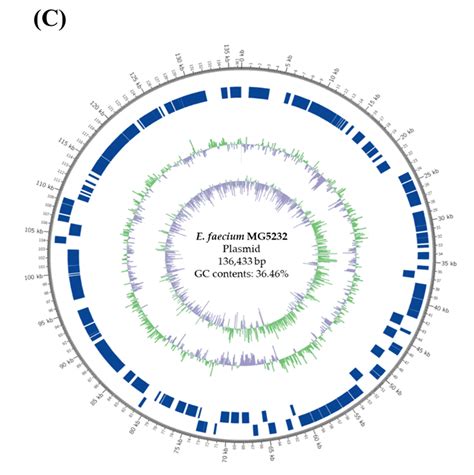 Evaluation Of Safety And Probiotic Potential Of Enterococcus Faecalis