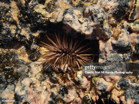 Sea Urchin Hawaii Photos And Premium High Res Pictures Getty Images