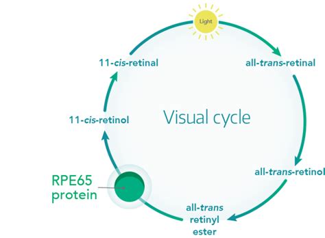 Luxturna® Mode Of Action Luxturna® Hcp