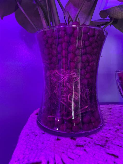 Monstera Deliciosa Tips Tricks In Leca R Semihydro