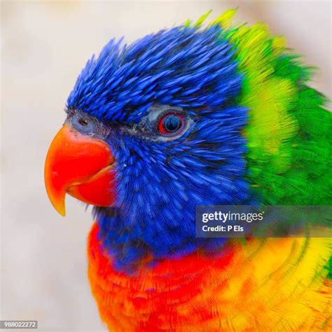 Lori Bird Photos And Premium High Res Pictures Getty Images