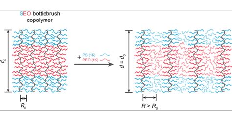 Structure And Phase Behavior Of Bottlebrush Diblock Copolymer Linear Homopolymer Ternary Blends
