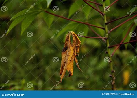 Close Up Of A Lone And Isolated Dry Cassava Leaves Among Green Ones Stock Image Image Of