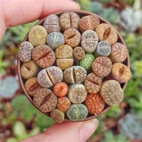 Características E Cultivo Dos Lithops Plantasonya O Seu Blog Sobre