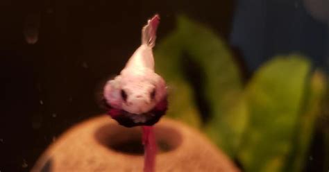 Anger Fish Album On Imgur