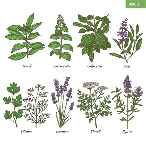 Spices Plants