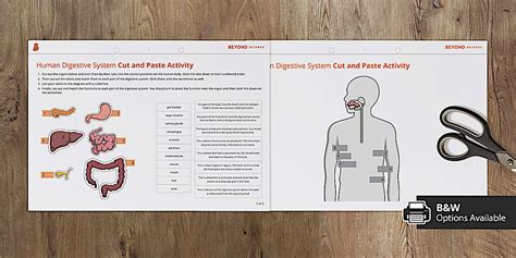 Digestive System Cut And Paste Activity