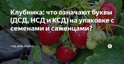 Клубника: что означают буквы (ДСД, НСД и КСД) на упаковке с семенами и ...