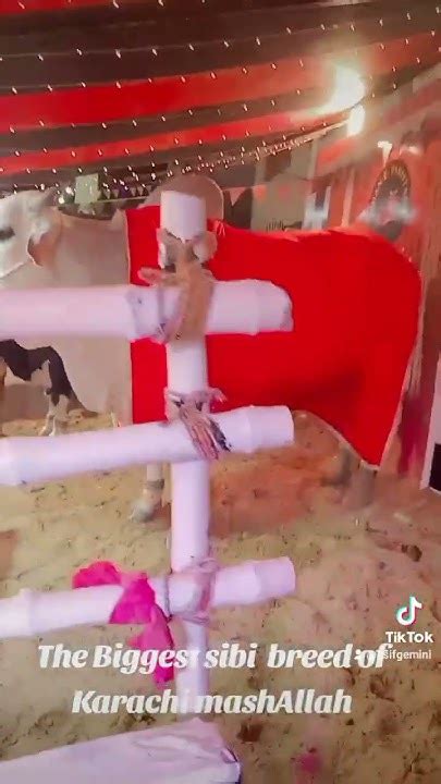 Shan E Pakistan Youtube