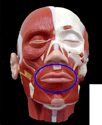 Biol 2404 Lab Exam Ii Muscles Head Torso Arm Flashcards Quizlet