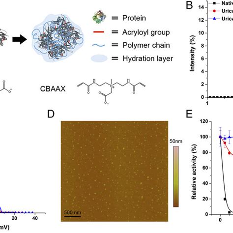 Zwitterionic Protein Encapsulation And Characterization A Molecular Download Scientific