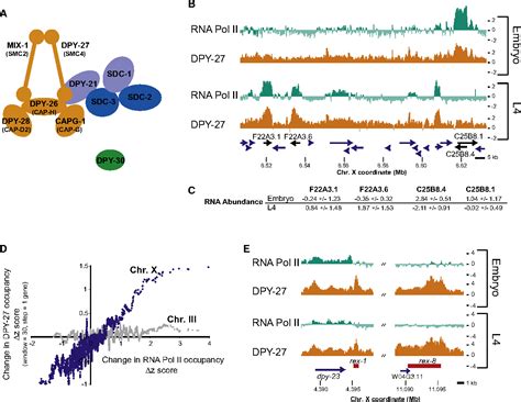 Figure 1 From The C Elegans Dosage Compensation Complex Propagates Dynamically And