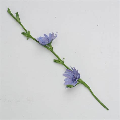 Paper Chicory Flower Tutorial Tiny Paper Flower Paper Forget Me Not