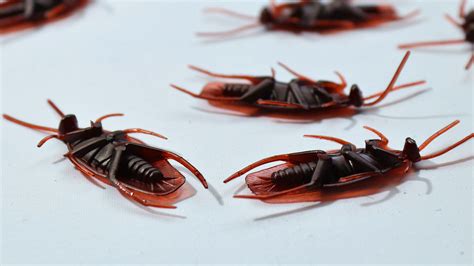 Cockroach Allergy Allergy And Asthma Centre