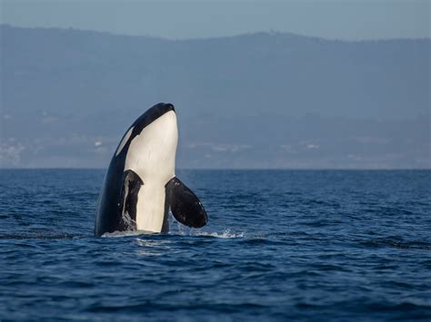 Orca Gegen Kiefer Orcinus Orca Mouth Fotos Und Bildmaterial In Hoher