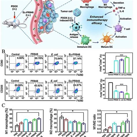 Enhanced Anti Tumor Efficacy Via Mdsc Reduction A Schematic