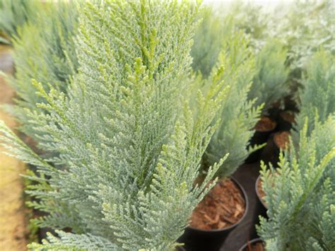 Cham Law Picks Dwarf Blue Shallowmead Nursery