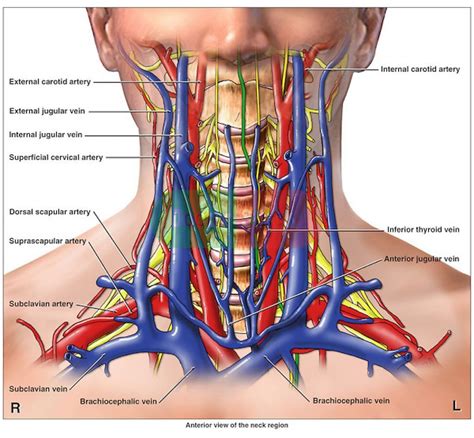 Neck And Chest Venous Anatomy At Gemma Nock Blog