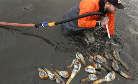 Geoduck Divers Face Double Whammy Tariffs And ‘devastating