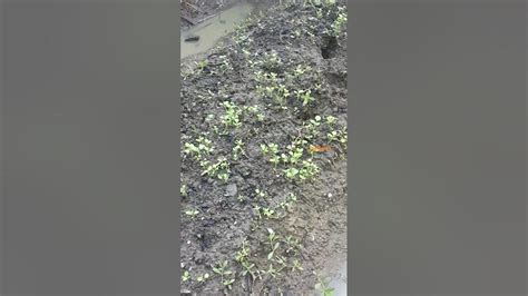 Bayam Popeye Sipelaut 14hst Youtube