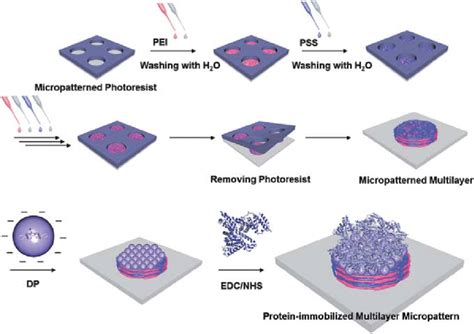 Schematic Diagram Of Protein Microarray Preparation Using Download
