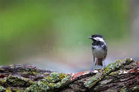 A Cute Little Tit Bird Nature Background Coal Tit Periparus Ater