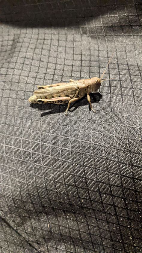 Grasshopper Hanging Out On My Grill Cover In Mid Missouri Rwhatsthisbug