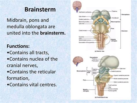 Midbrain Diencephalonpptx